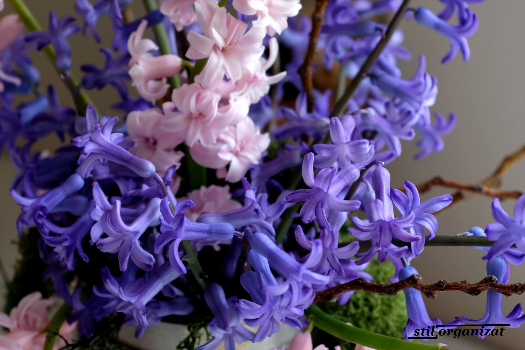 Zambile mov și roz în buchet - de realizat - StilOrganizat