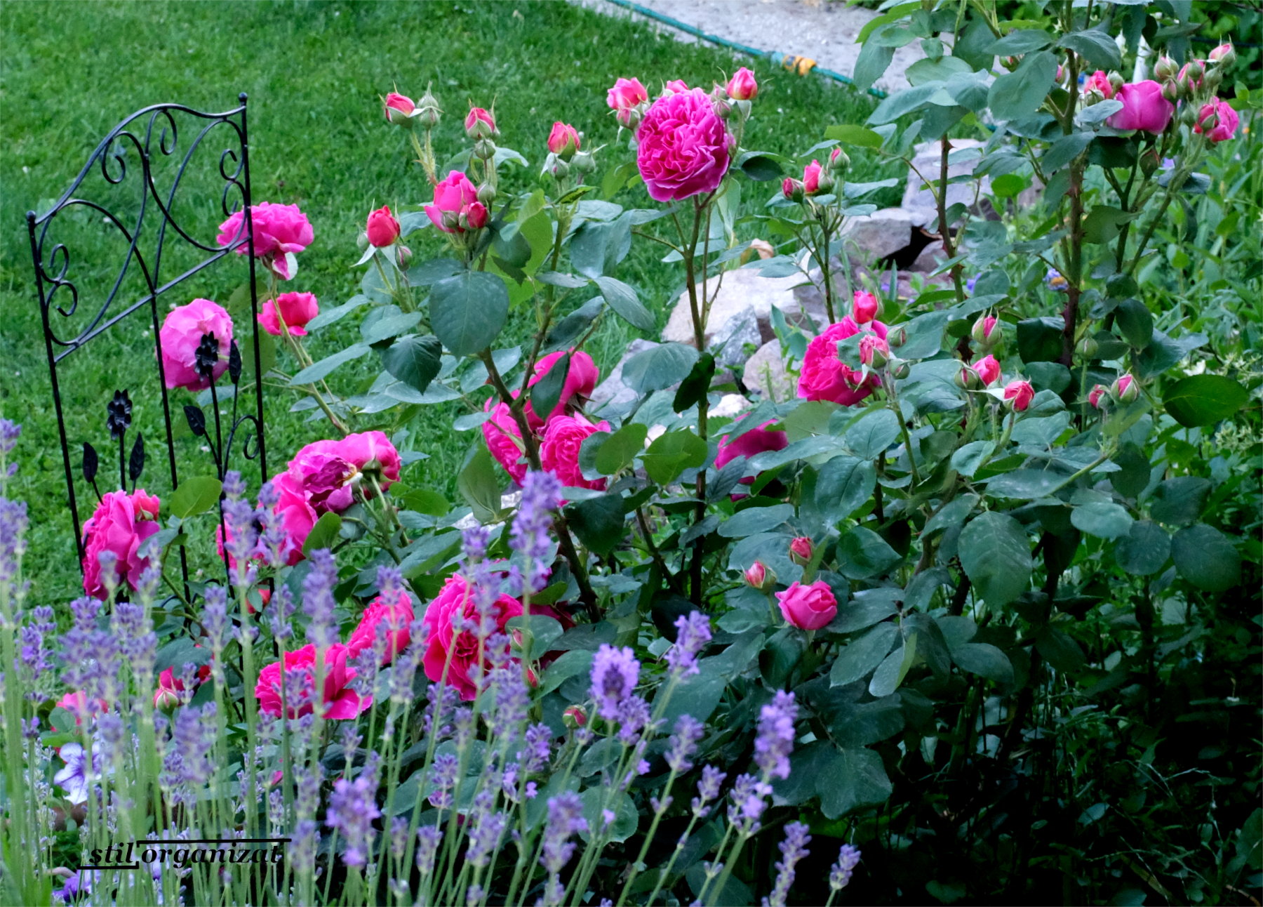 Grădina în mai - ce e de făcut - Gradina pe luni - StilOrganizat